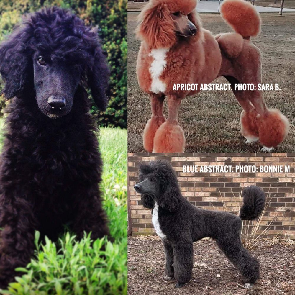 Alue Standard Poodles - Multi Colors