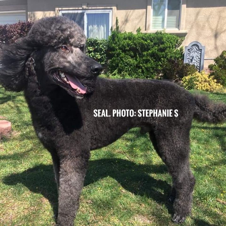 Alue Standard Poodles - Multi Colors