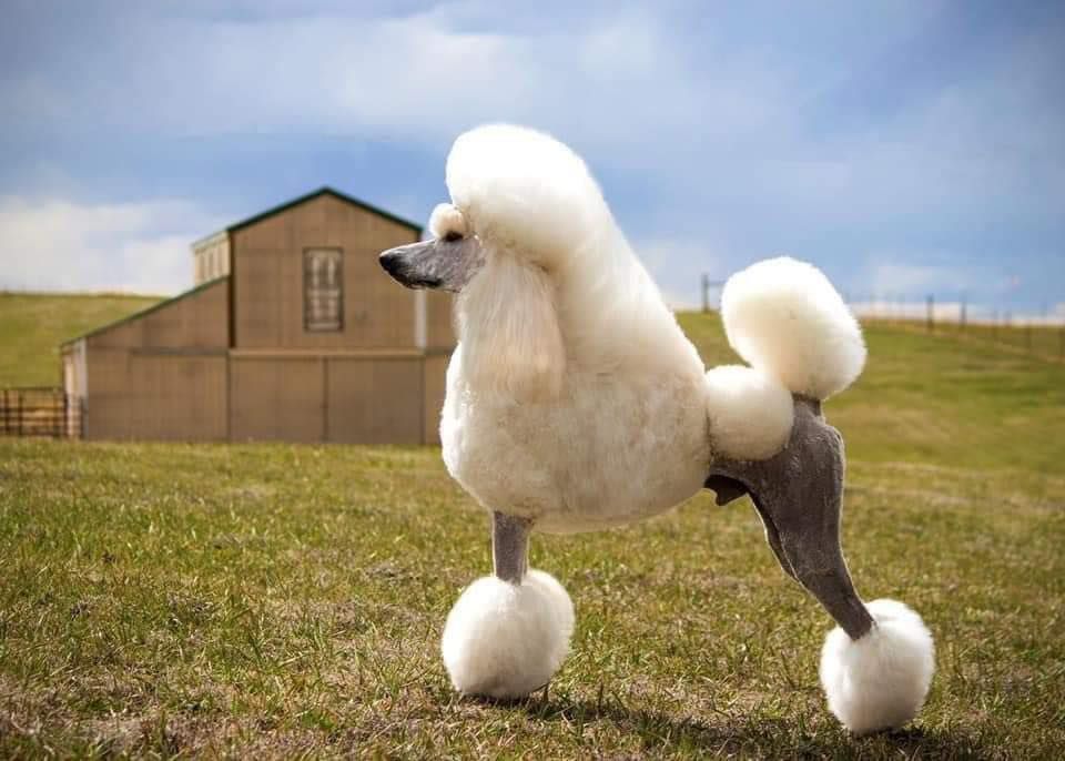 Alue Standard Poodles - Planned Breedings