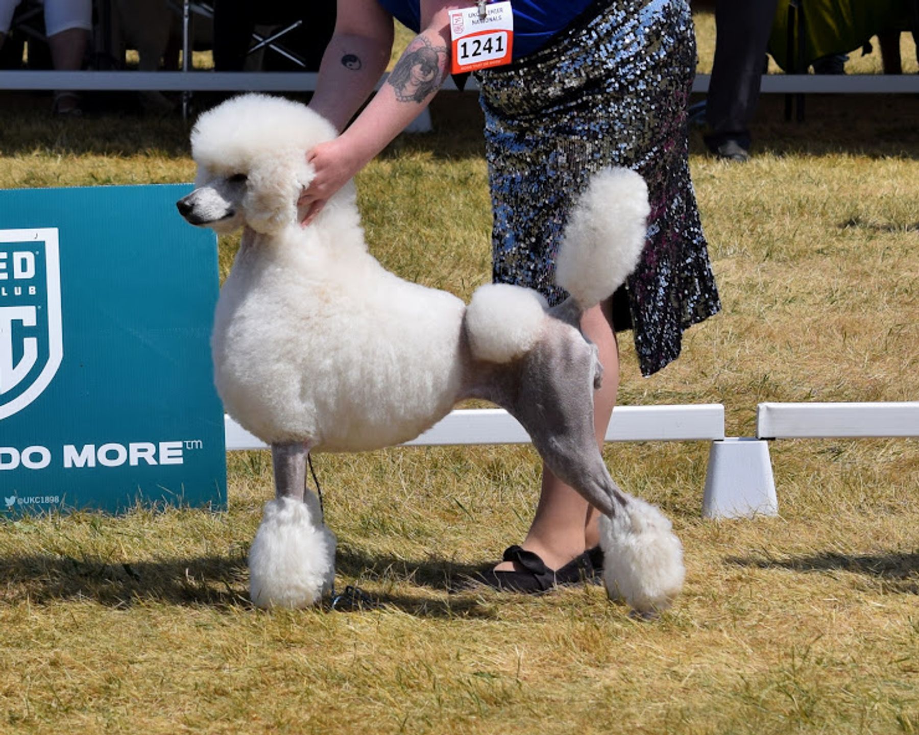 Alue Standard Poodles