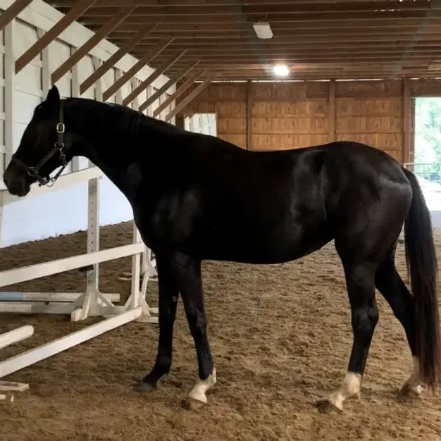 Hawk Hollow Farm - Sold horses