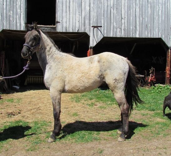 Hudson's Quarter Horses And Paints - Raffle!