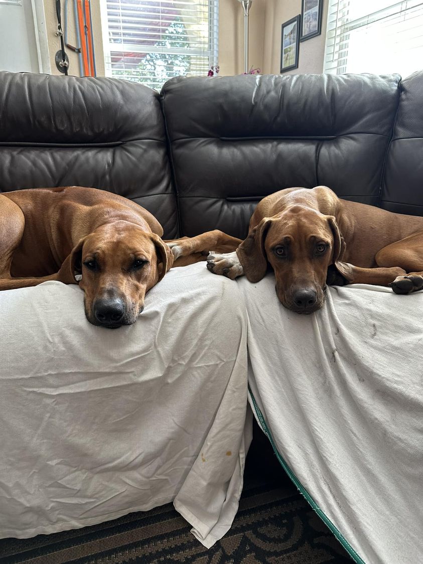 Bindura Rhodesian Ridgebacks - 2023 News