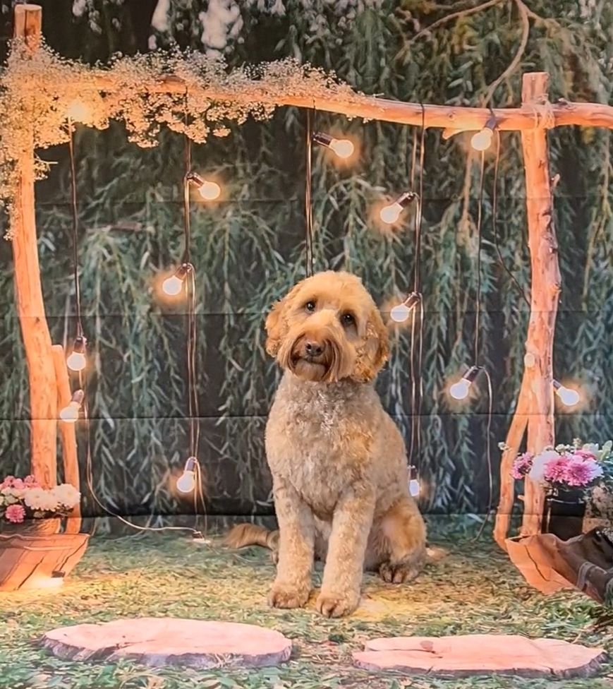 Perfect Paws Dog Grooming - Photos