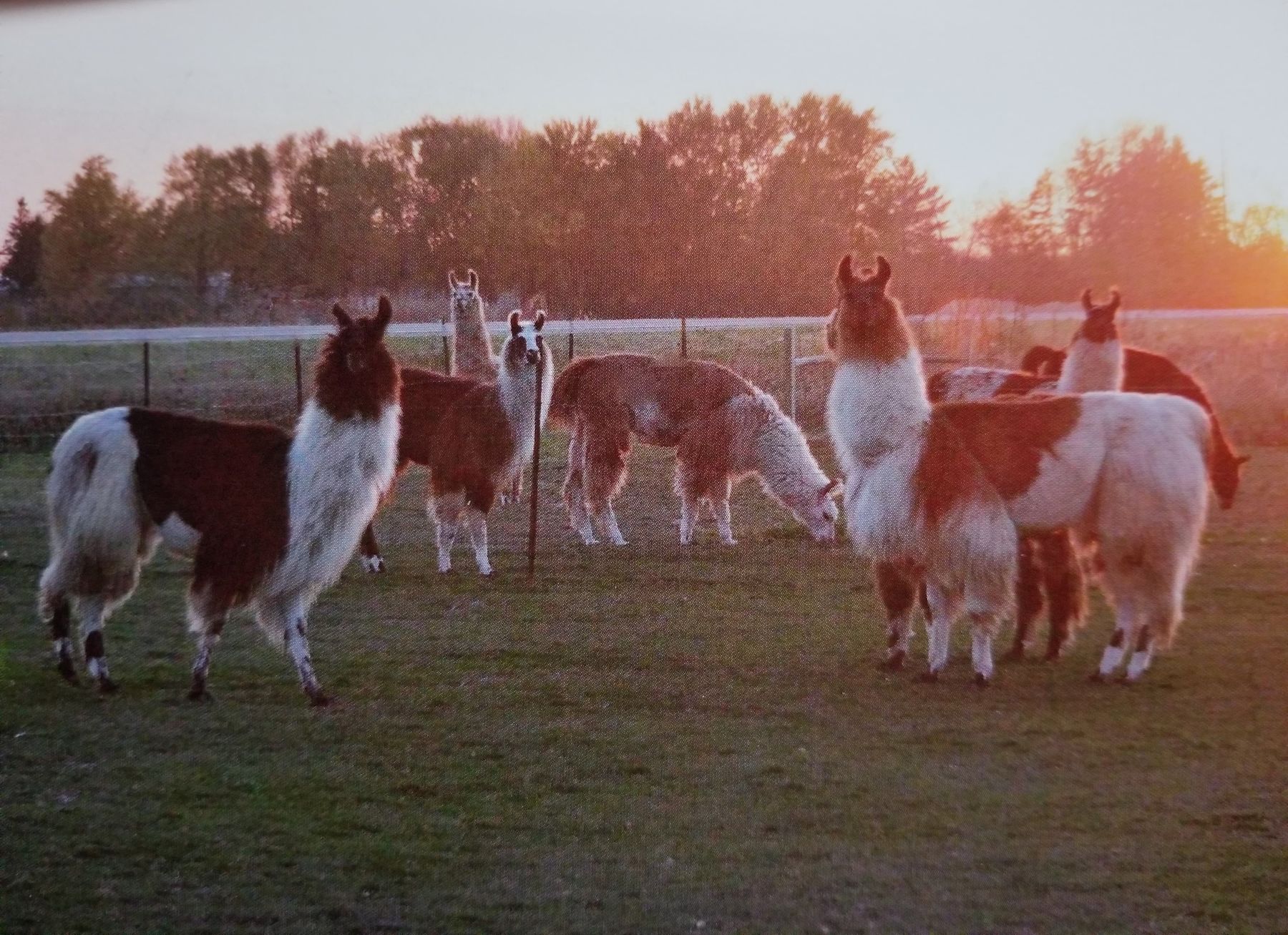 AdDe's Humming Llamas