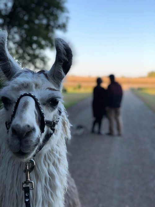 AdDe's Humming Llamas