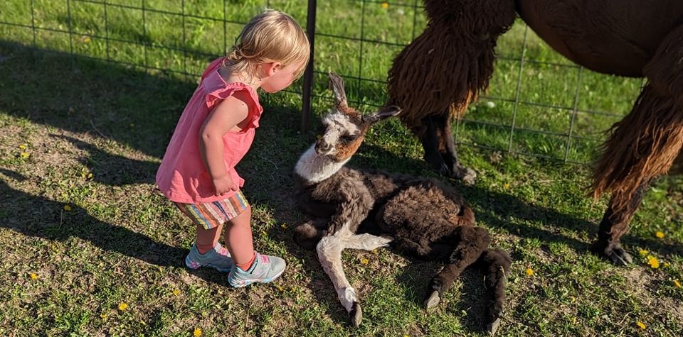 AdDe's Humming Llamas