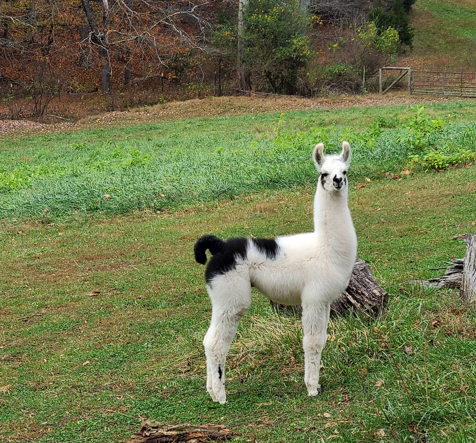 BAHAMA LLAMA FARM