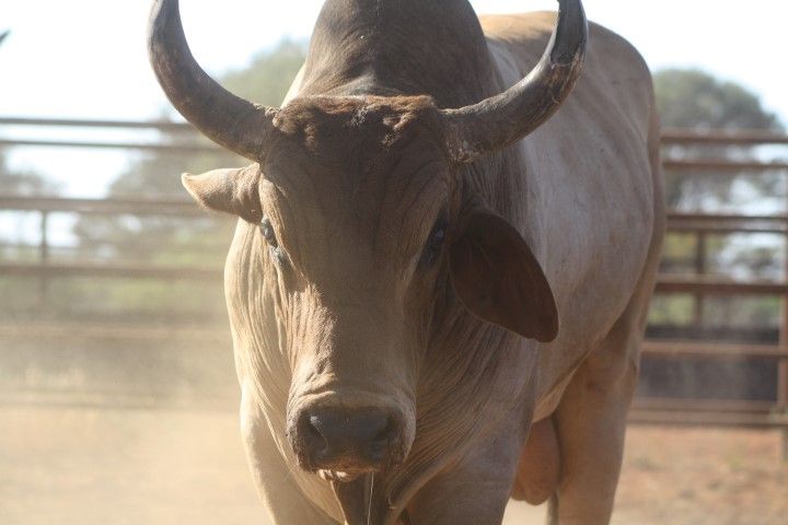 Challa Station - The Challa Cattle