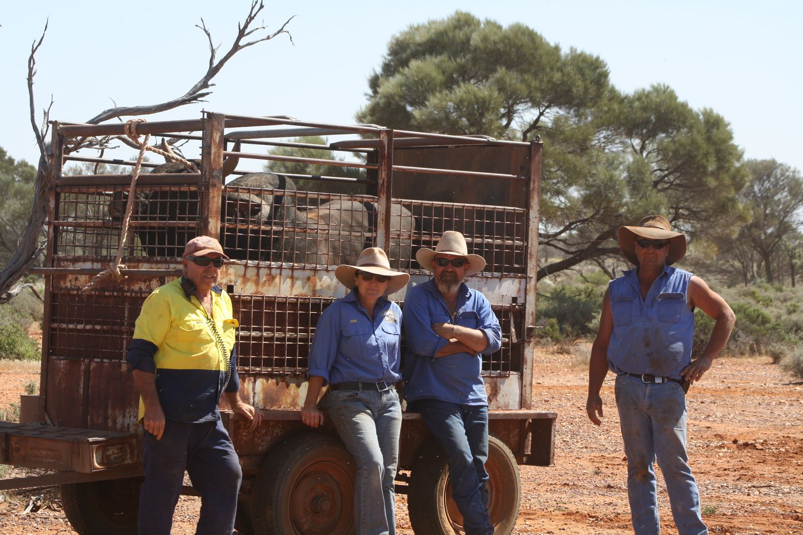 Challa Station - The Challa Cattle