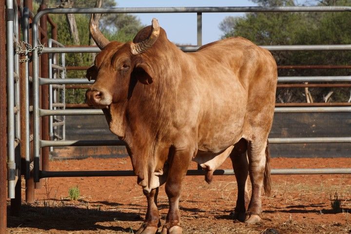 Challa Station - The Challa Cattle