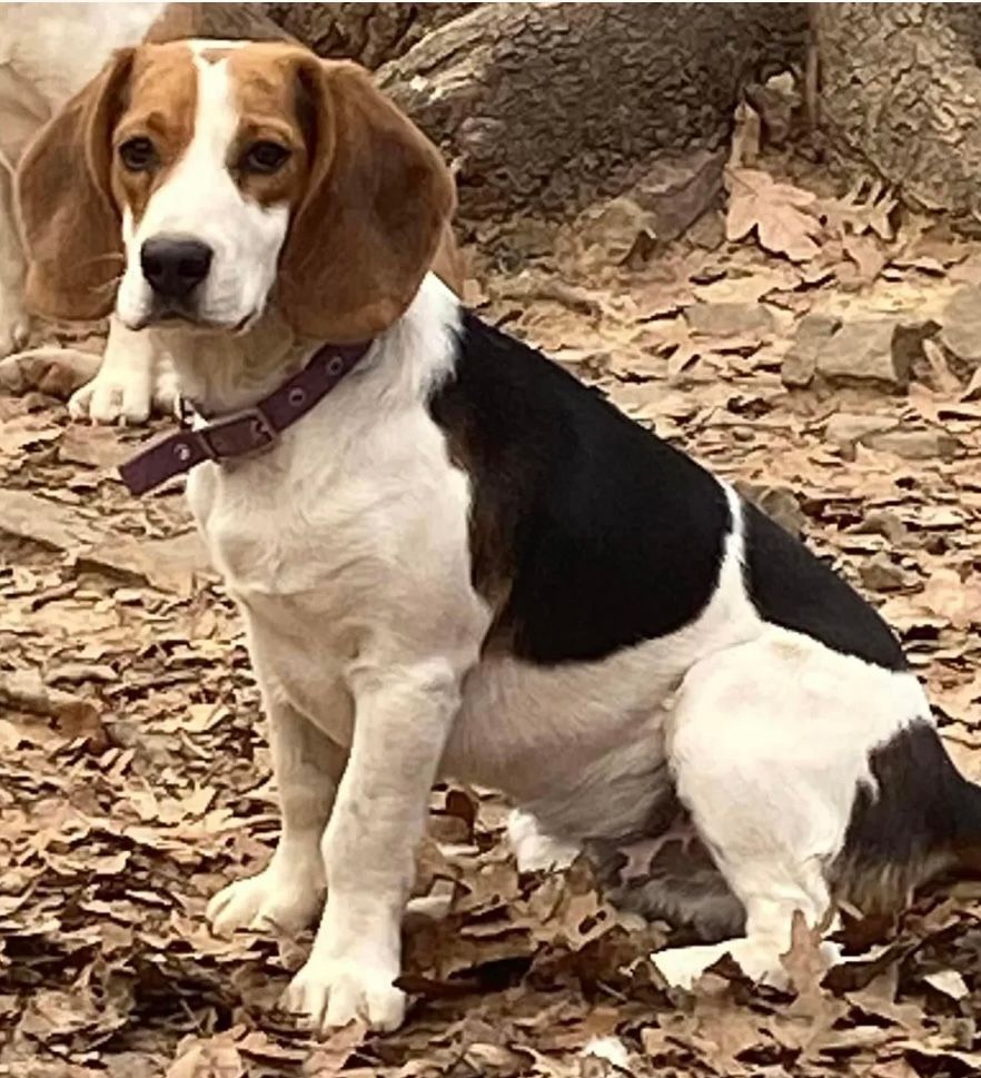 Frederick Farm Puppies - Available Bagel Puppies (Basset Hound/Beagle)