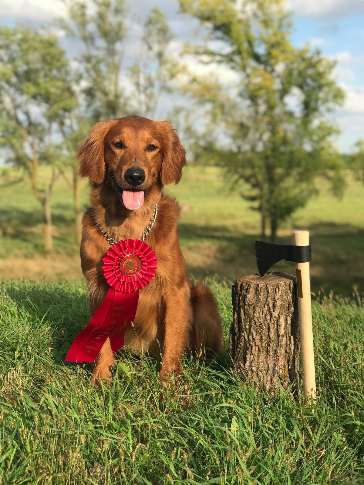 Wakemup Goldens