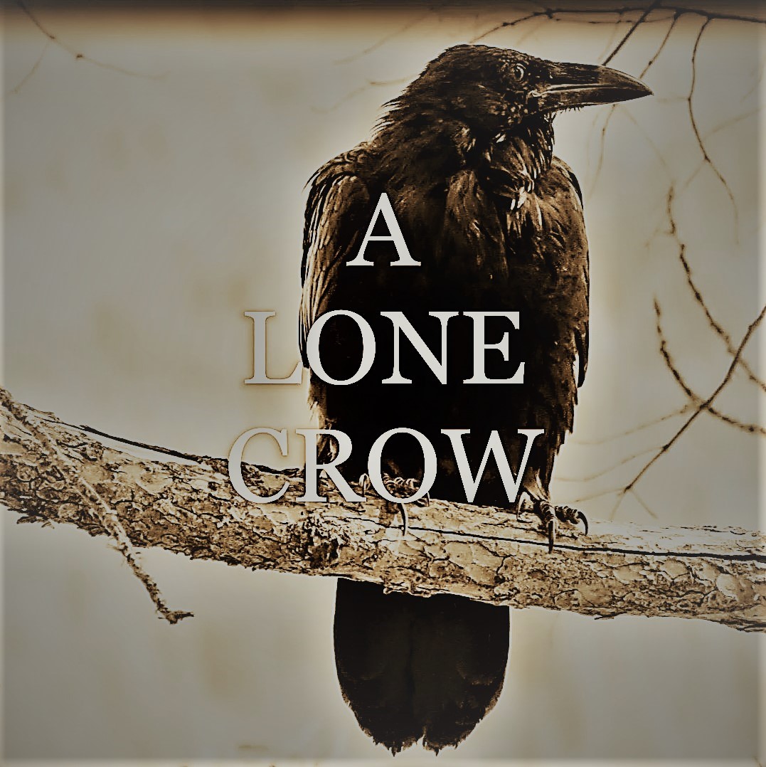 A Lone Crow