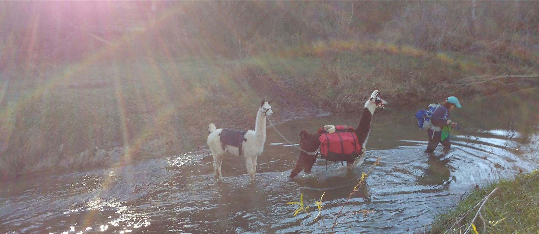 Midwest Llama Packing