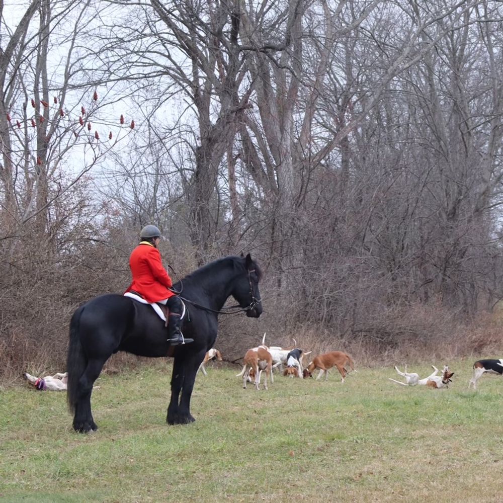 The Fox Hunting Horse - First Flight