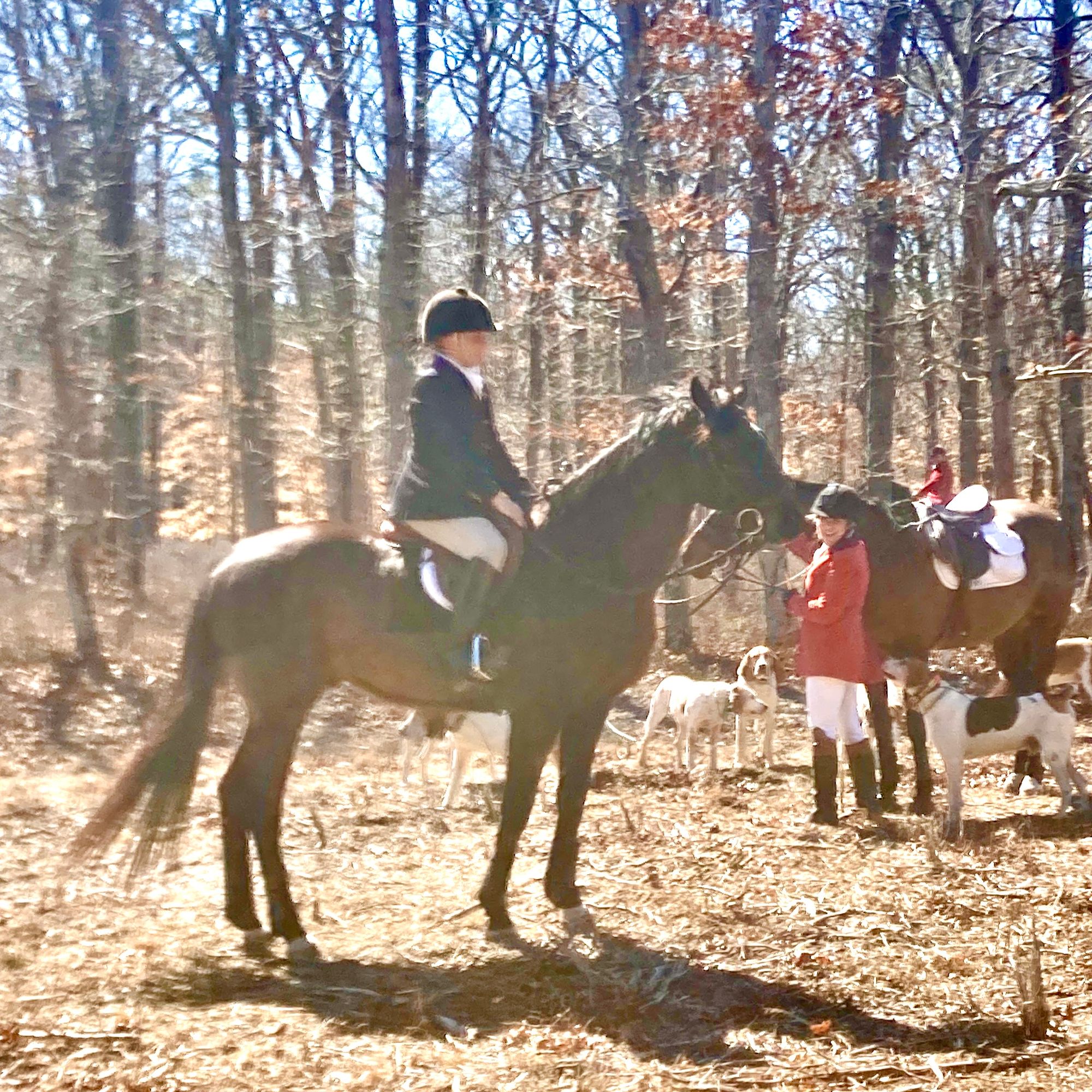 The Fox Hunting Horse - Field Master's Horse