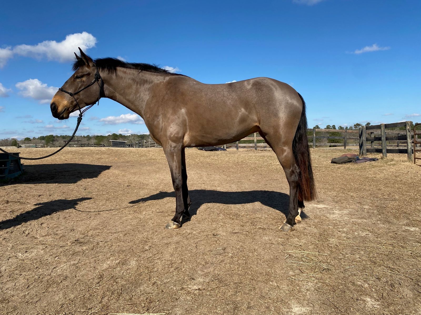 The Fox Hunting Horse - *CADY O'DALY HARRIET