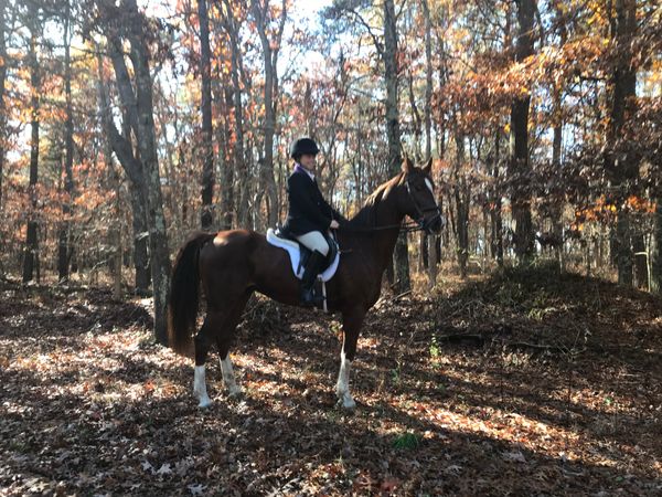 The Fox Hunting Horse - *RED BEAUTY