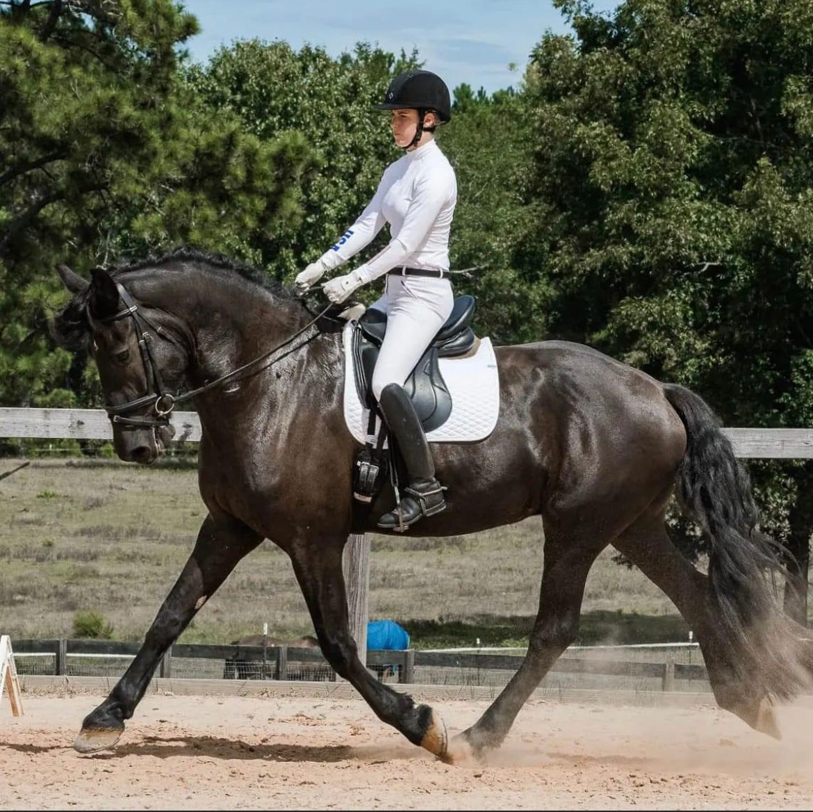 The Fox Hunting Horse - *PHANTOM