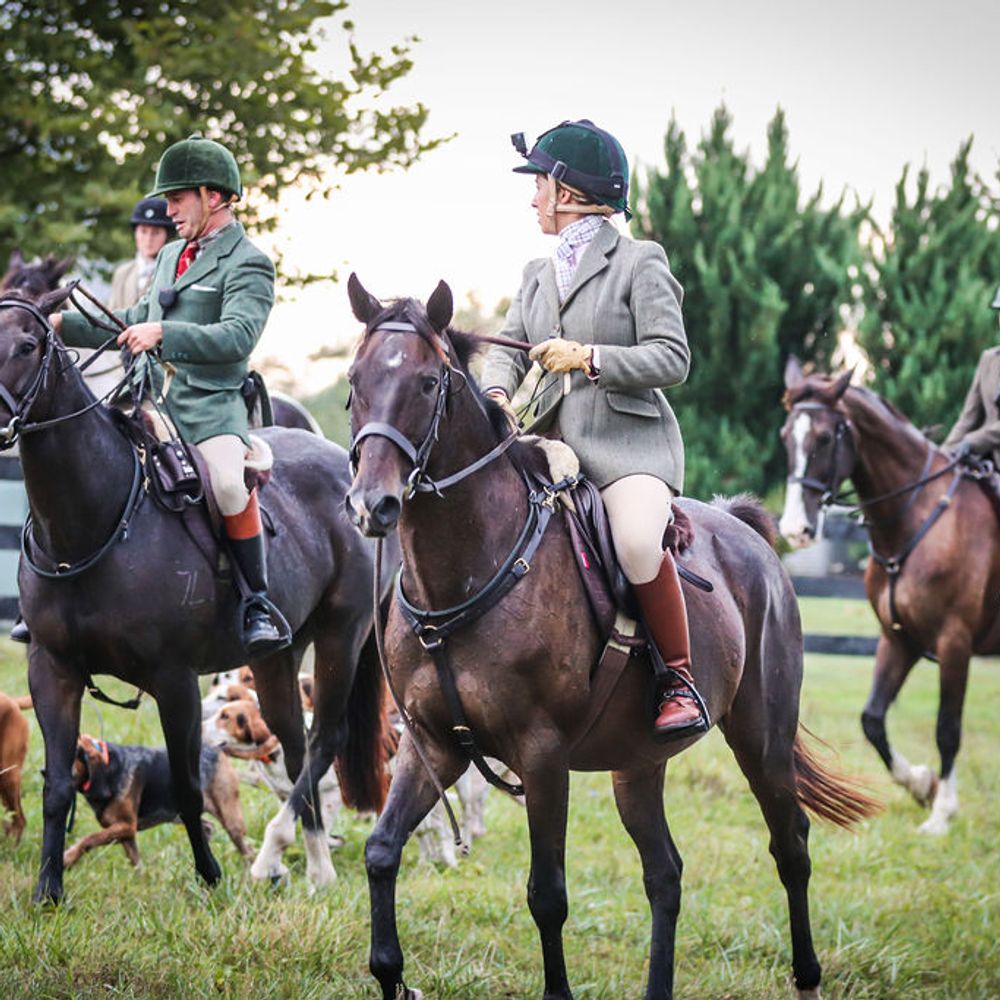 The Fox Hunting Horse - Staff Horses