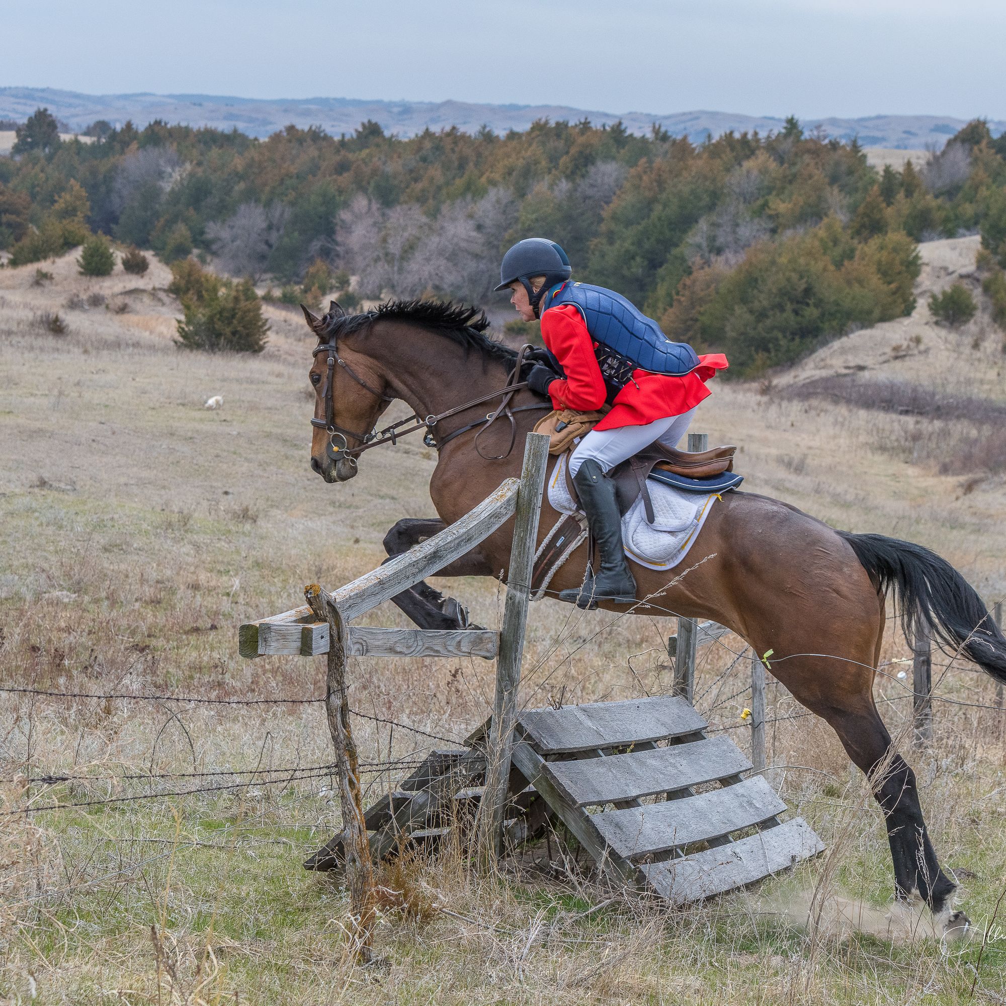 The Fox Hunting Horse - Staff Horses