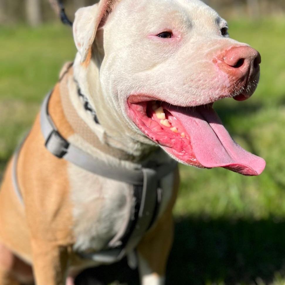 Smith County Humane - Adopt