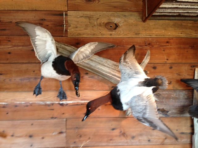 Canvasback Mounts
