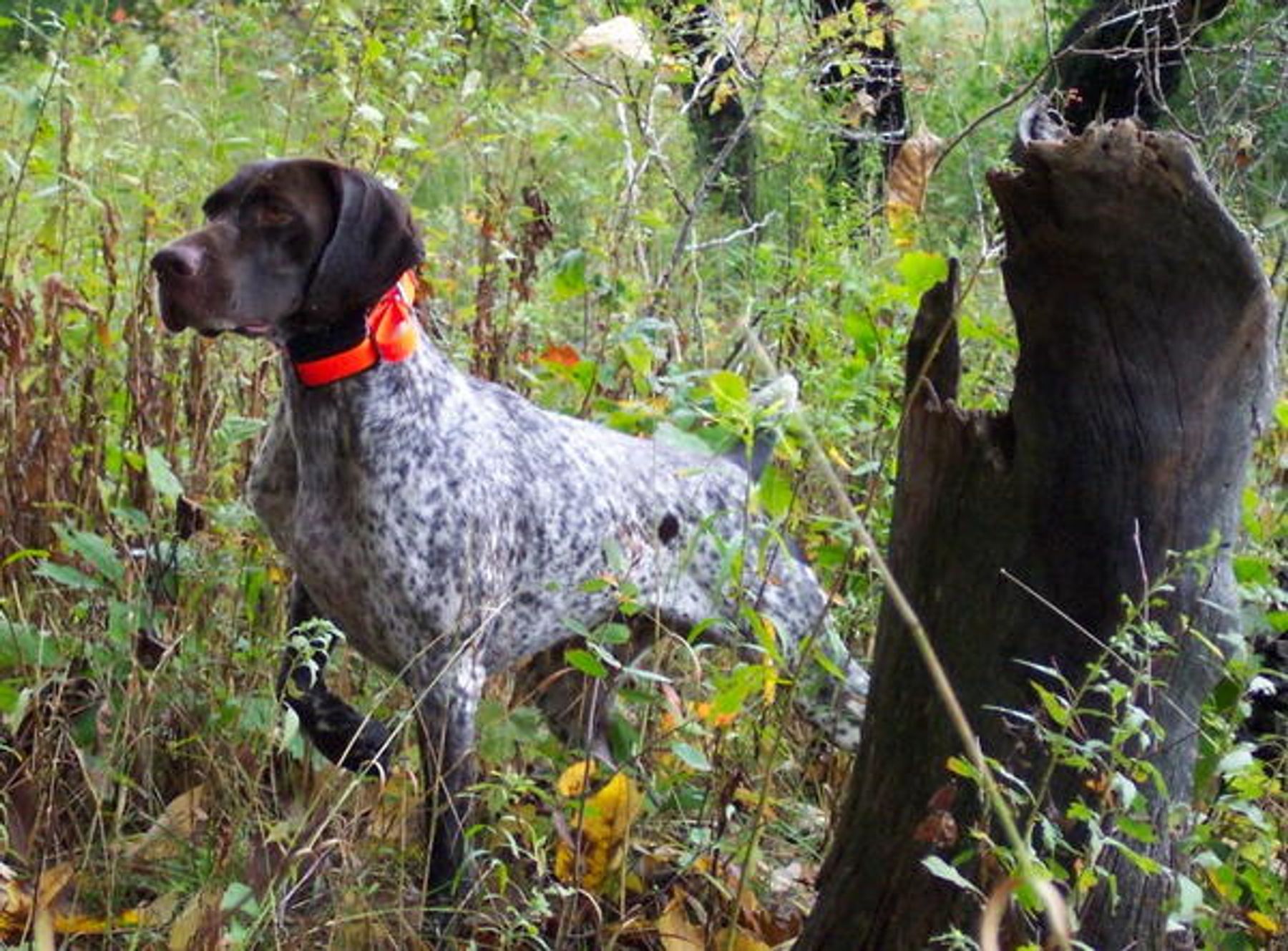 Crystal Kennels - Josh