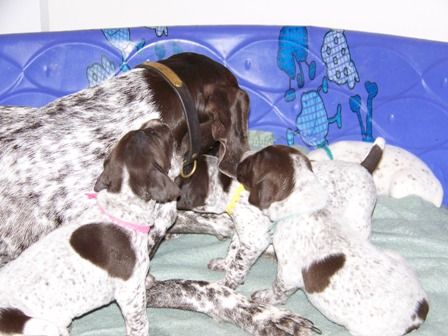 Crystal Kennels - LITTERS