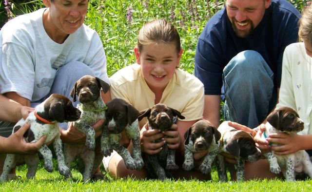 Crystal Kennels - LITTERS