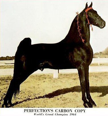 Stoner Creek Walkers - FAMOUS TWH STALLIONS