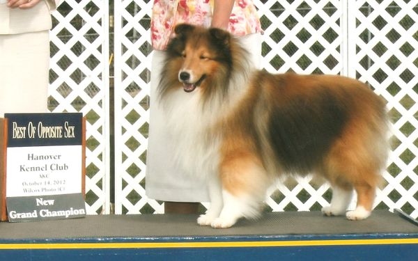 Laurendel Shelties Home Of Quality Shetland Sheepdogs - GCH CH Ret