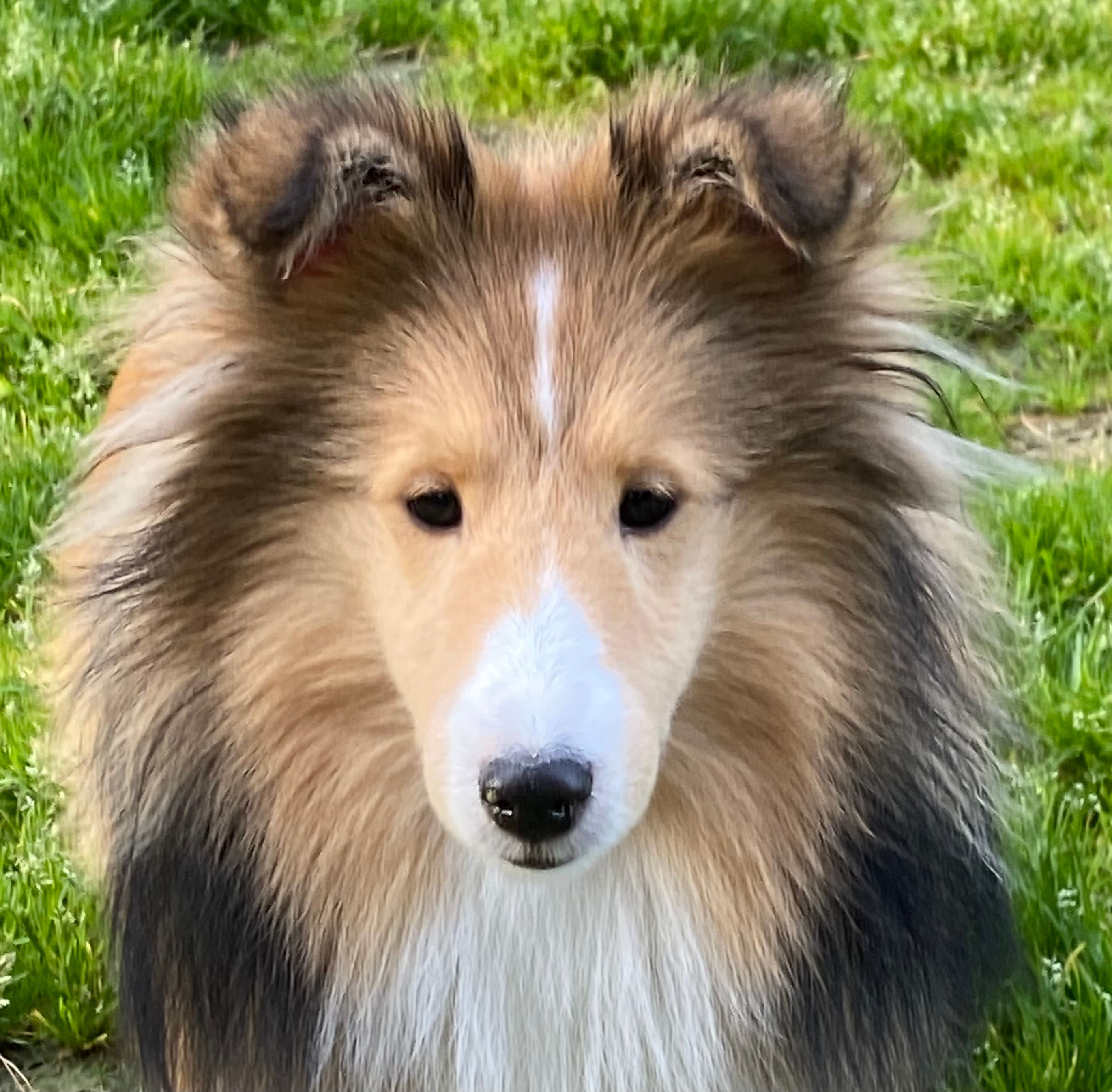 Laurendel Shelties Home Of Quality Shetland Sheepdogs