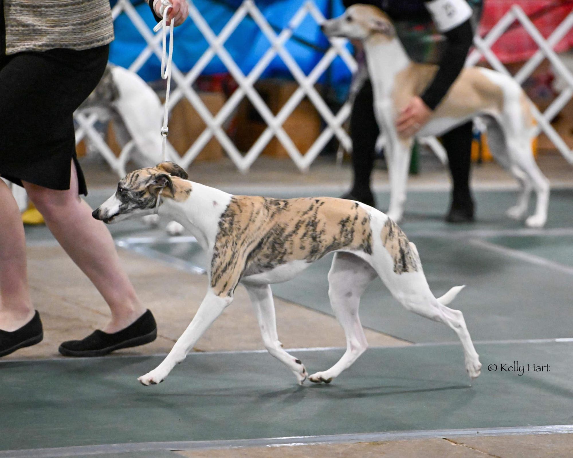 Andella Kennels - Polly Pocket