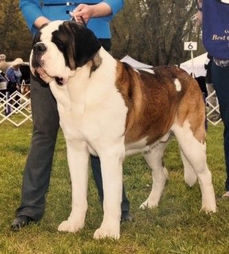Dare Summit Saint Bernards - GCH Brutus