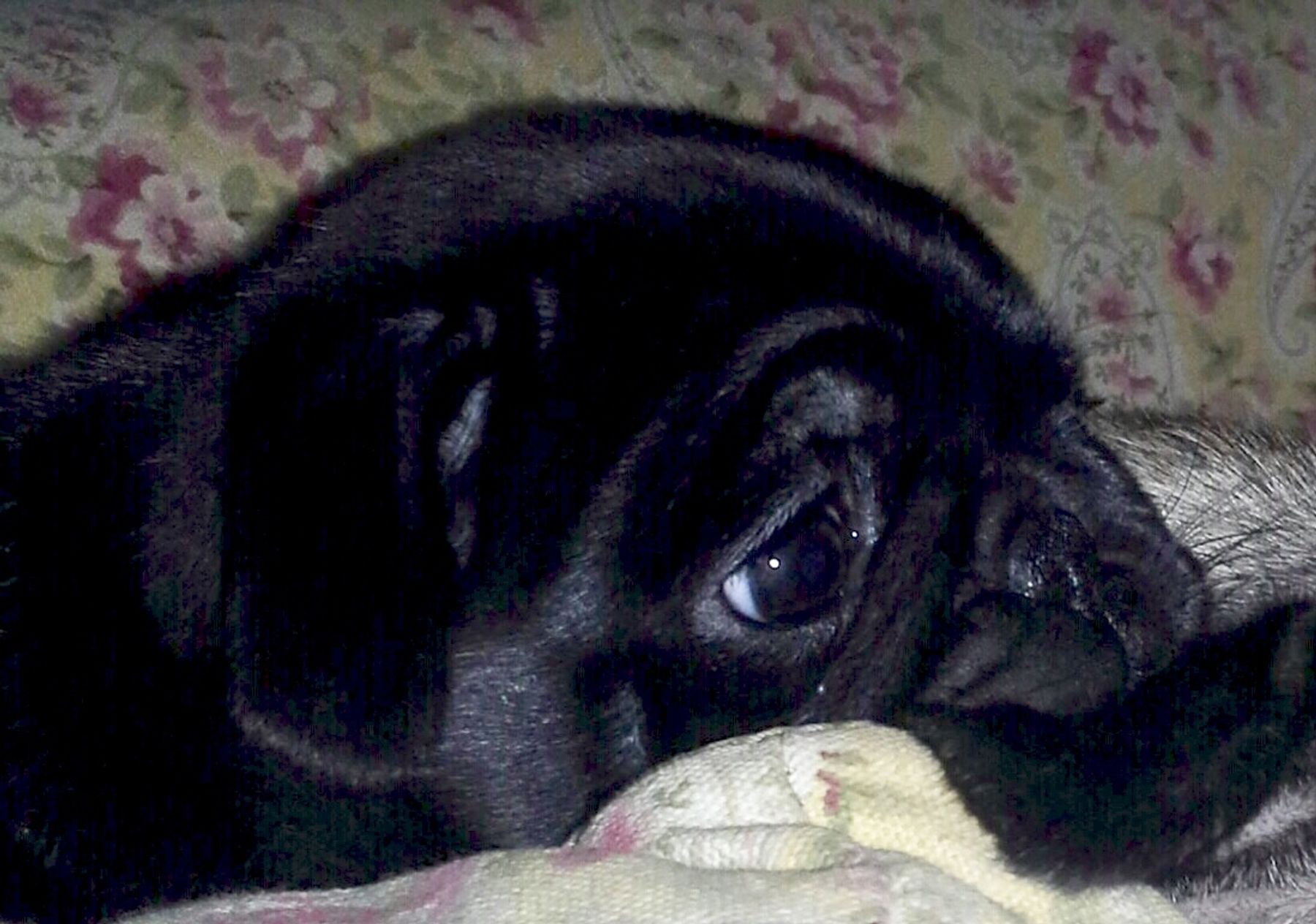 Where Quality & Performance Meet - Male Pugs