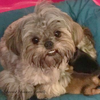Where Quality & Performance Meet - Female Shih Tzus
