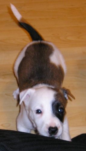 Painted Stars Farm - Border/Staffy