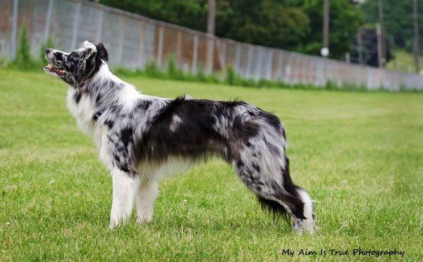 Painted Stars Farm - Border Collies