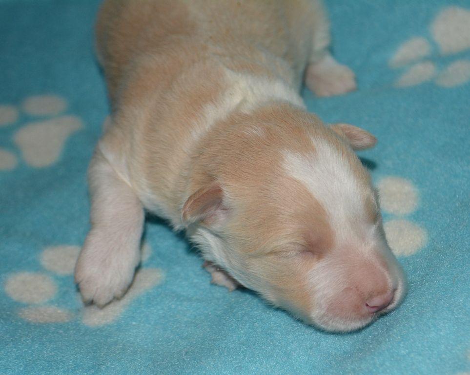 Duszah Border Collies - Ruby x Chip Litter 2015