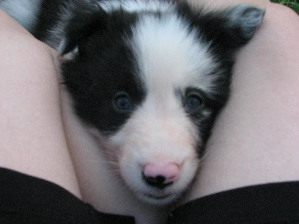 Orion Border Collies - Bean