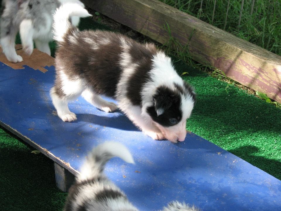 Orion Border Collies - Bean