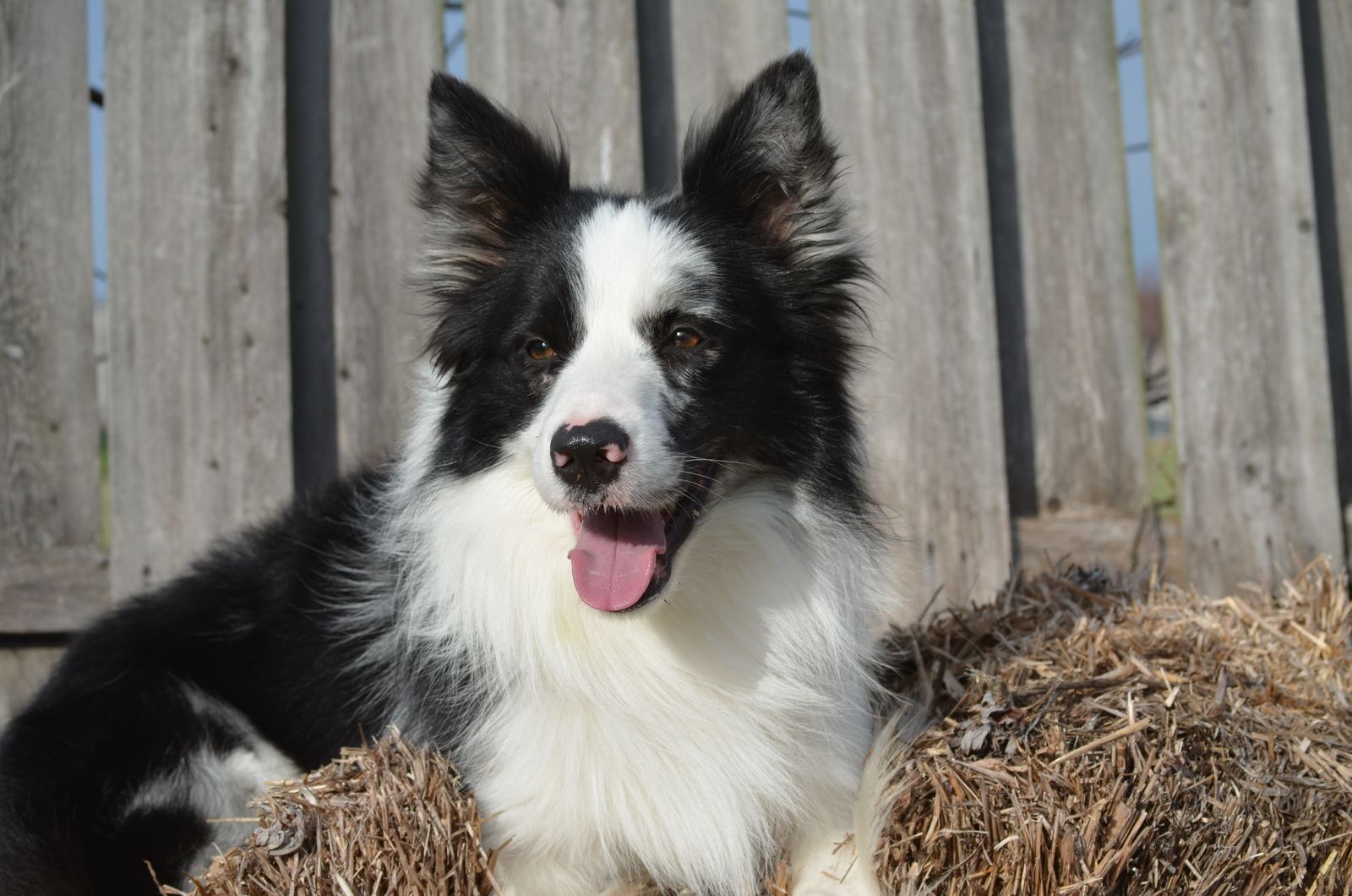 Orion Border Collies - Bean