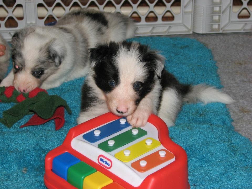 Orion Border Collies - Bean