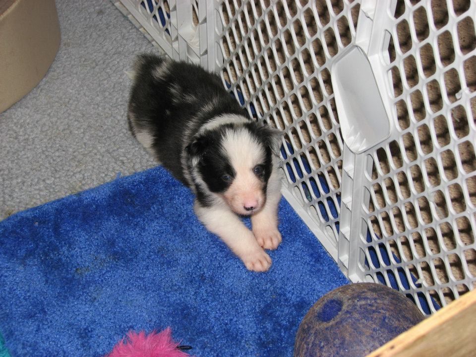 Orion Border Collies - Bean