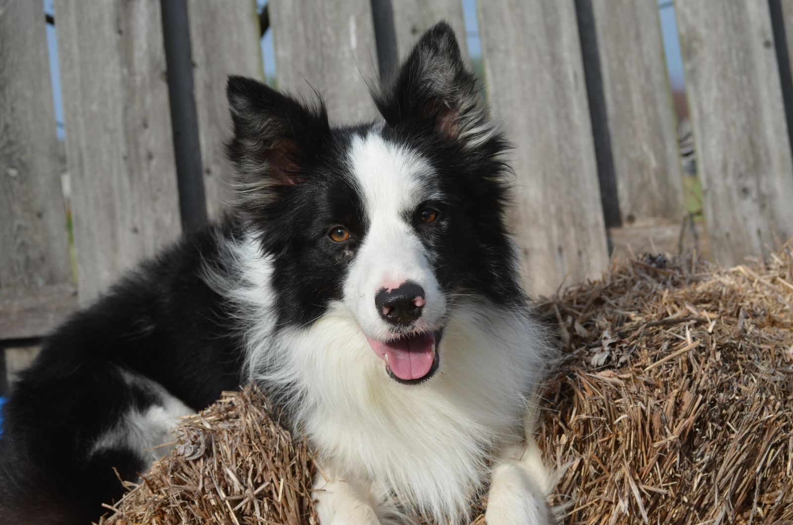 Orion Border Collies - Bean