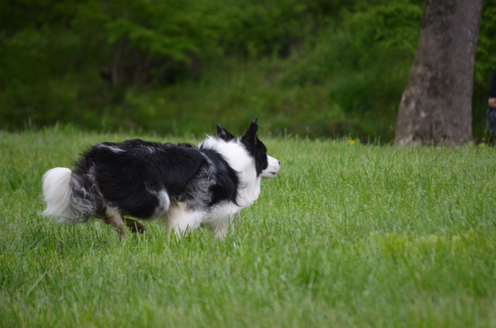 Orion Border Collies - Bean
