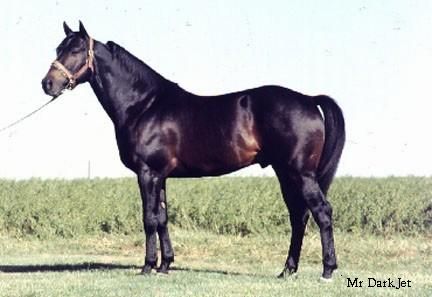 Lone Star Performance Horses - Jet Streakin