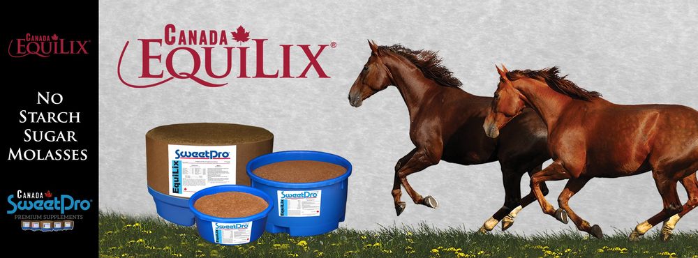 Rocking Chair Ranch - Horse